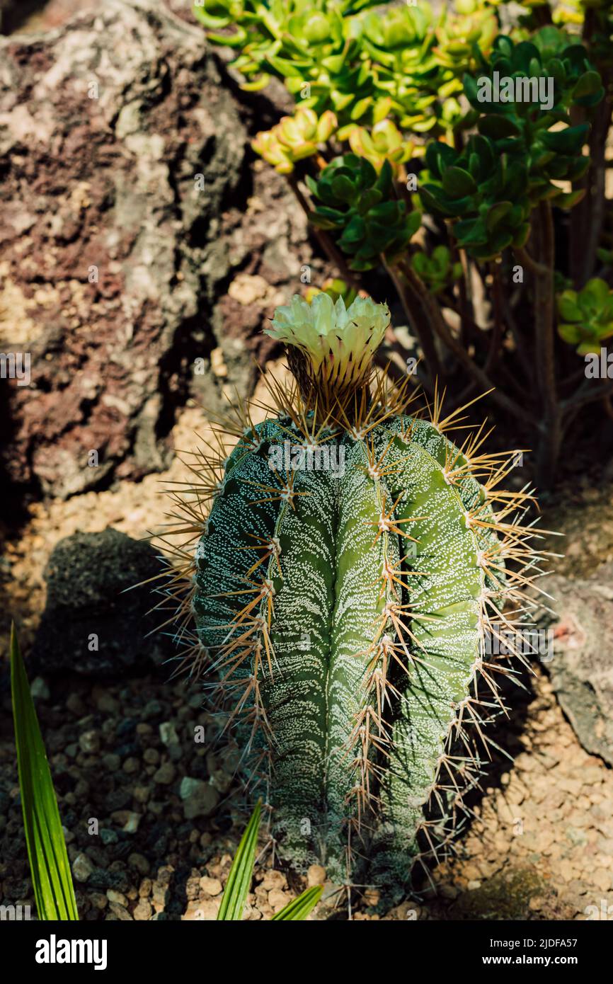 Beautiful blooming cactus hi-res stock photography and images - Alamy