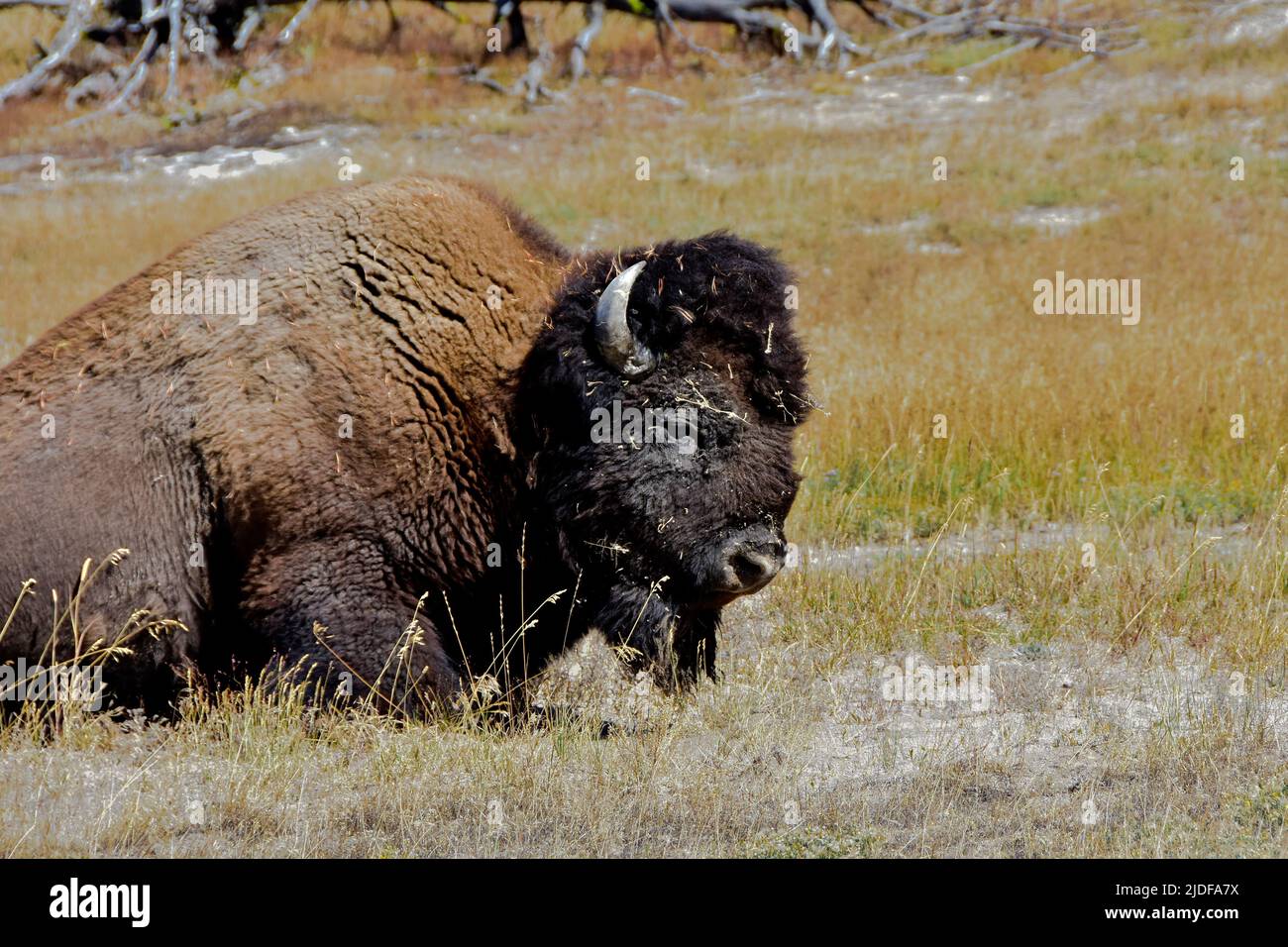 Animal drive hi-res stock photography and images - Alamy