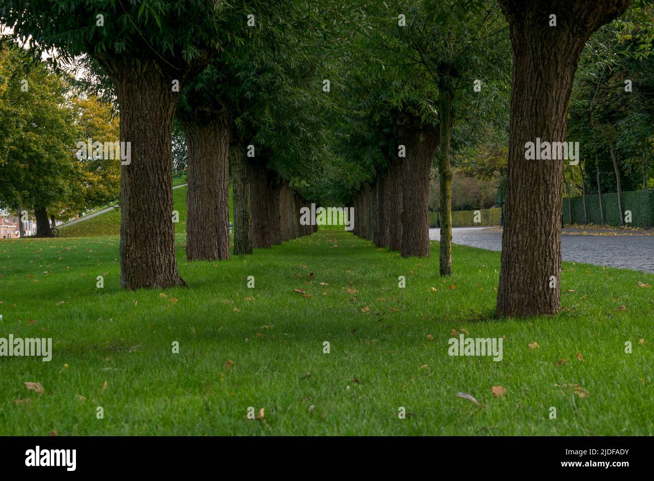 Trees tunnel in Bruges Stock Photo - Alamy