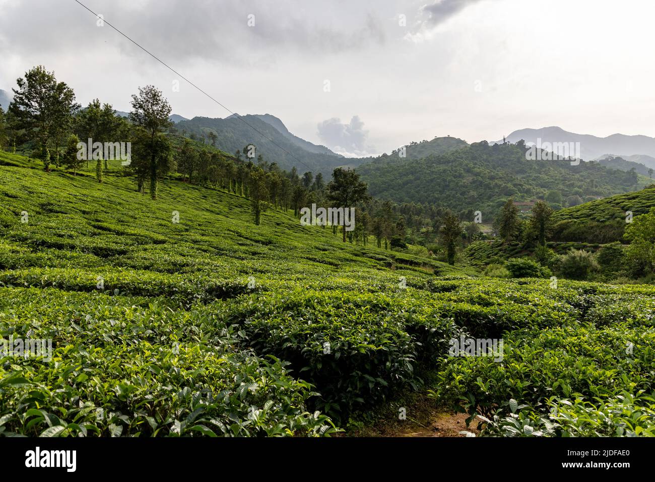 View of zip-line over a tea plantation in Wayanad, Kerala Stock Photo ...