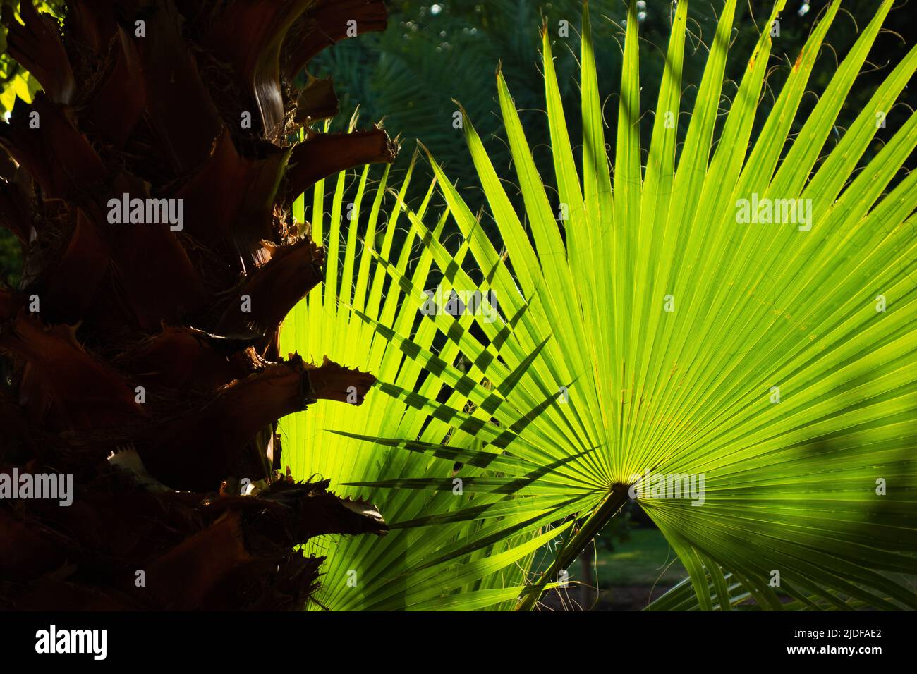 golden trunk of a palm tree with fan palm leaves in shadow in the ...