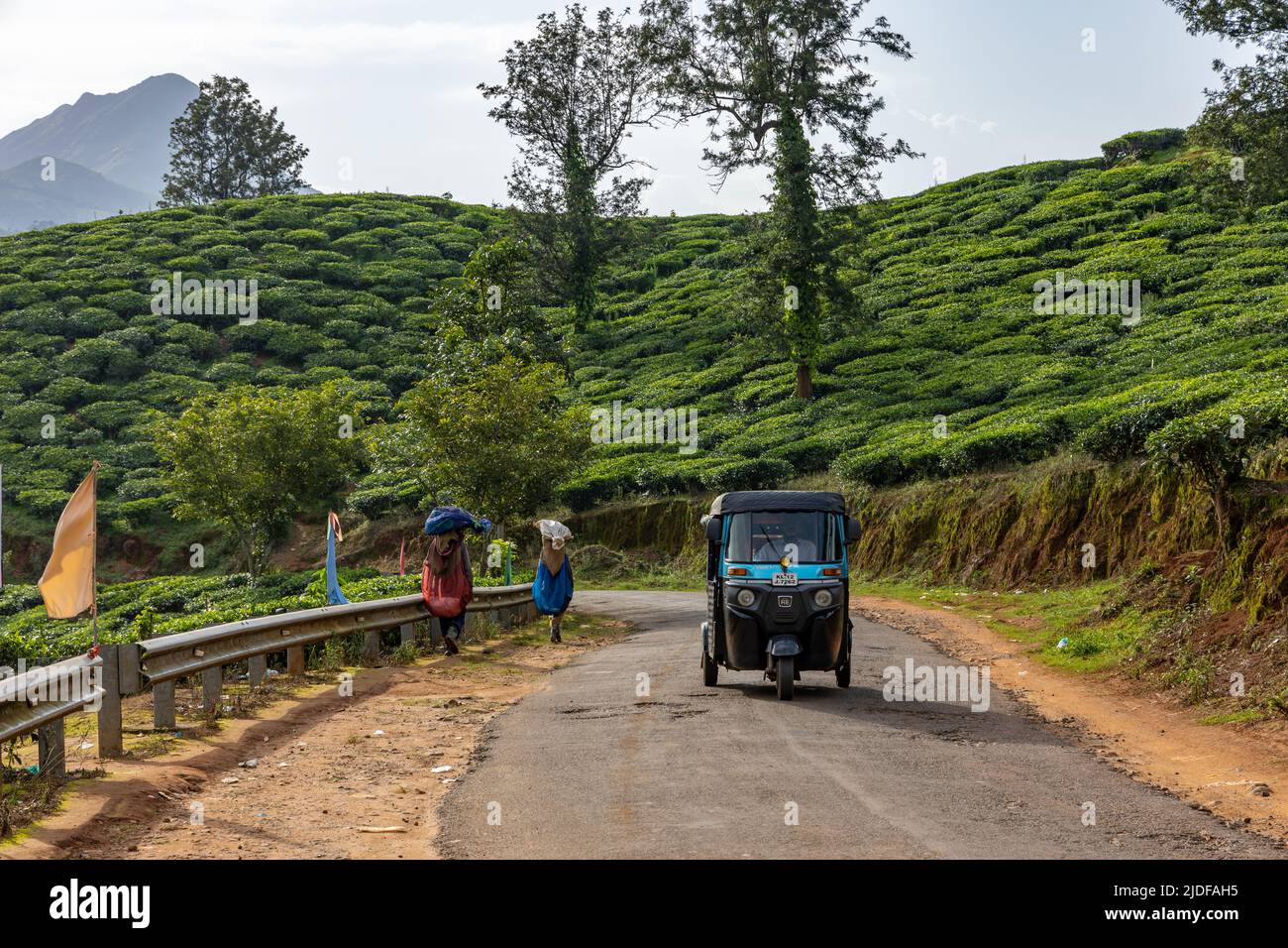 Women plantation workers carrying bags of tea leaves on head and ...
