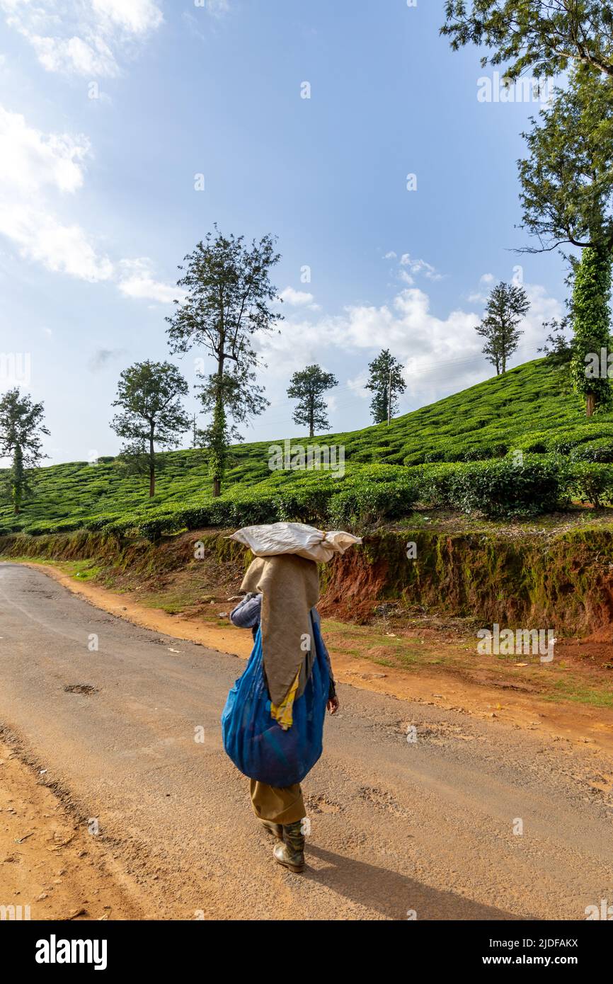 Women plantation workers carrying bags of tea leaves on head and ...