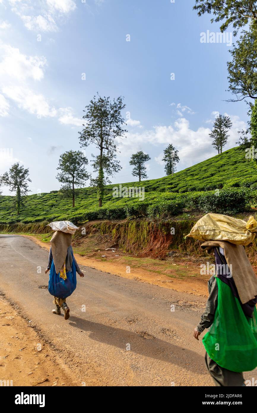 Women plantation workers carrying bags of tea leaves on head and ...