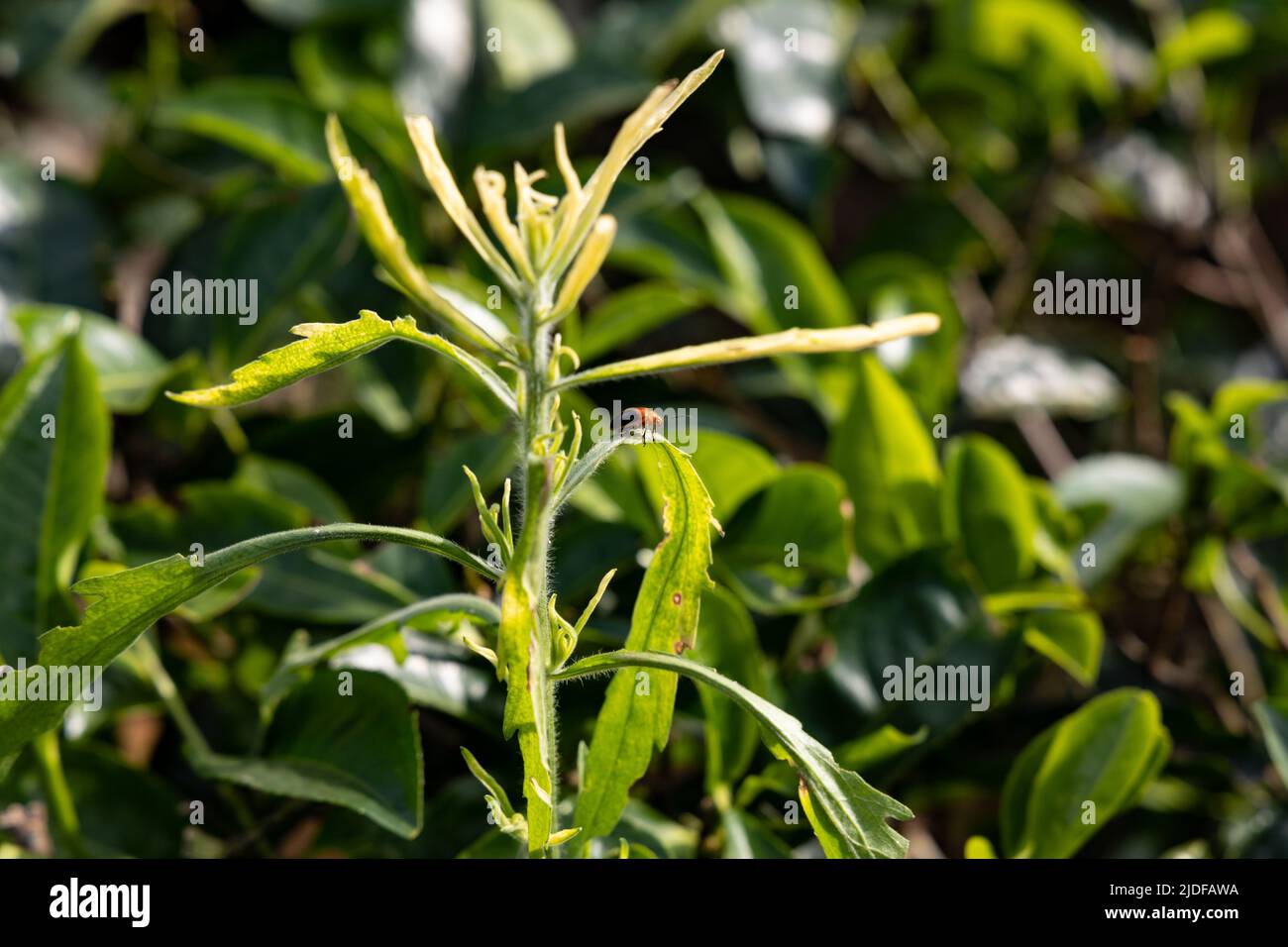 Insect tea hi-res stock photography and images - Alamy