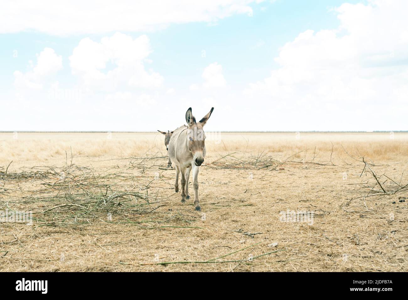 Donkeys walk in the wild steppe in the nature on a background of dry ...