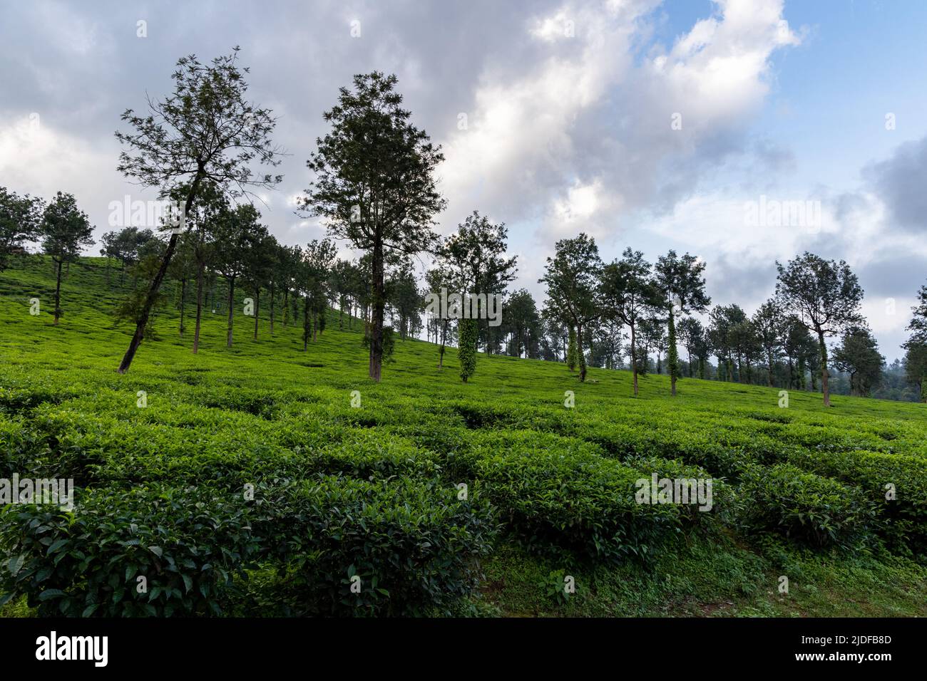 Beautiful view of the landscape and tea gardens near AVT Estate in ...