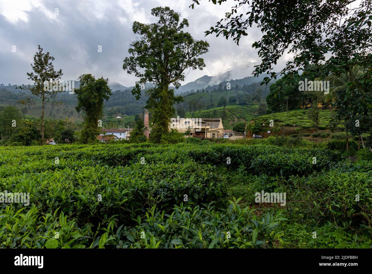 View of AVT Estate tea factory nestled in a beautiful landscape ...