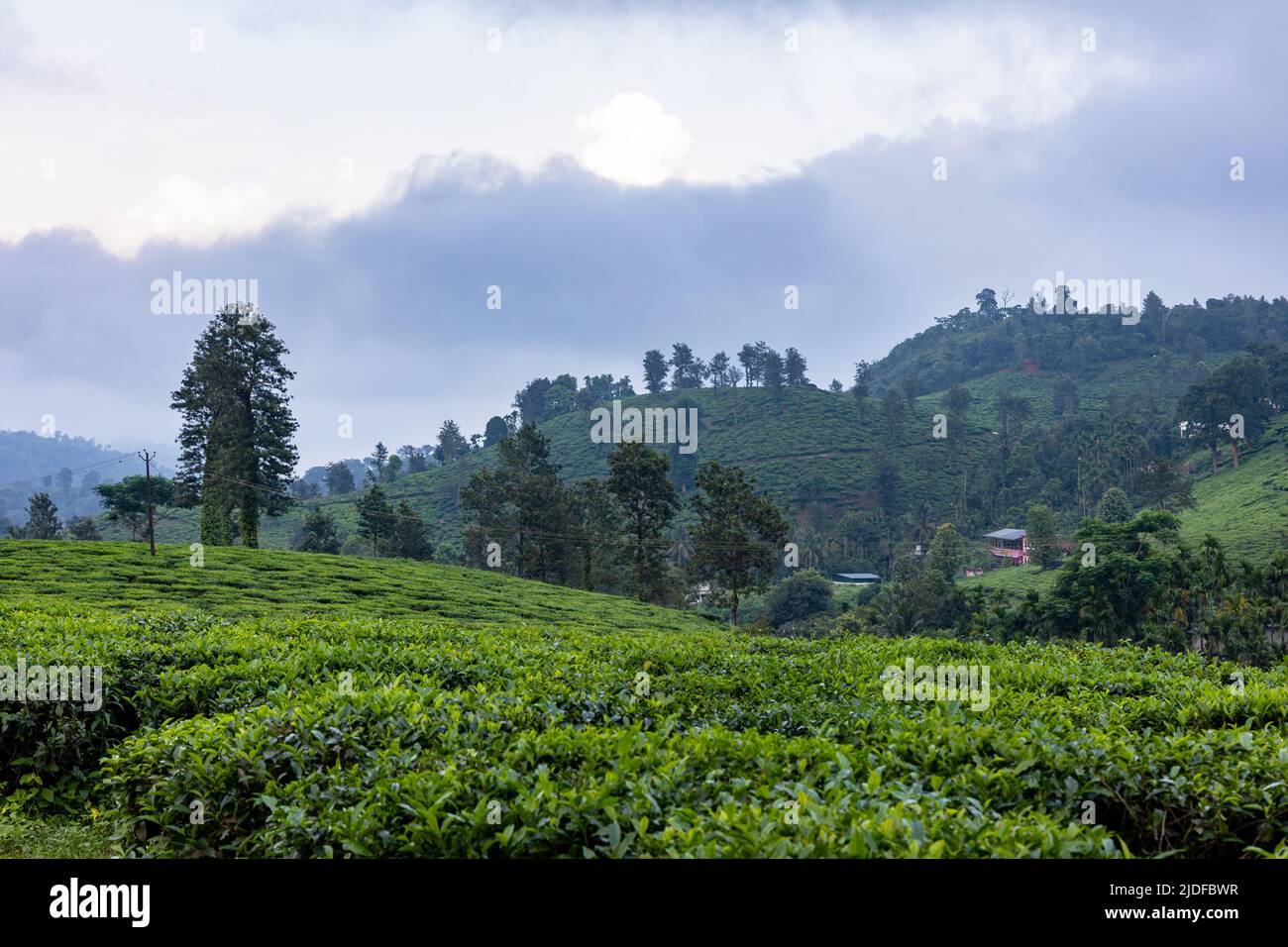 Beautiful view of the landscape and tea gardens near AVT Estate in ...