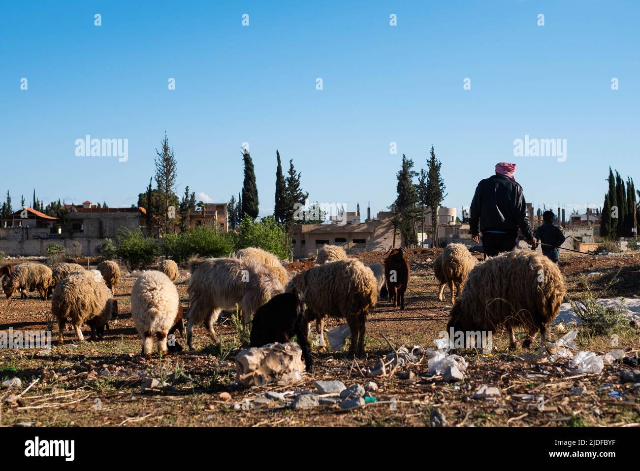 shepherd and sheep herd in rural landscape, Syria Stock Photo - Alamy