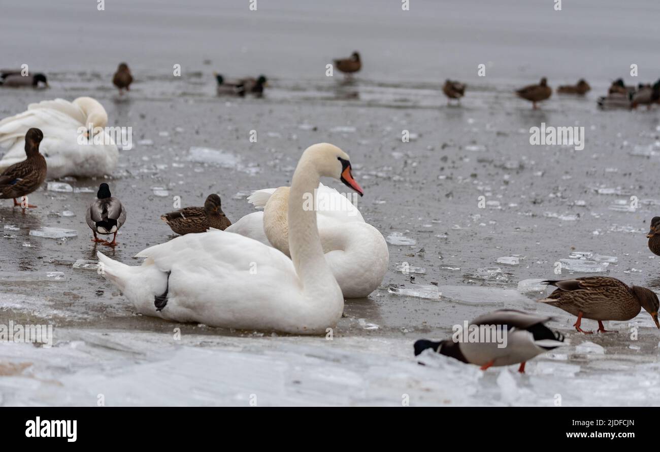 Freezing water. Wild birds, swans, and ducks swimming in a hole pattern ...
