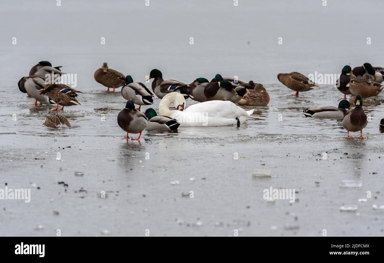 Freezing water. Wild birds, swans, and ducks swimming in a hole pattern ...