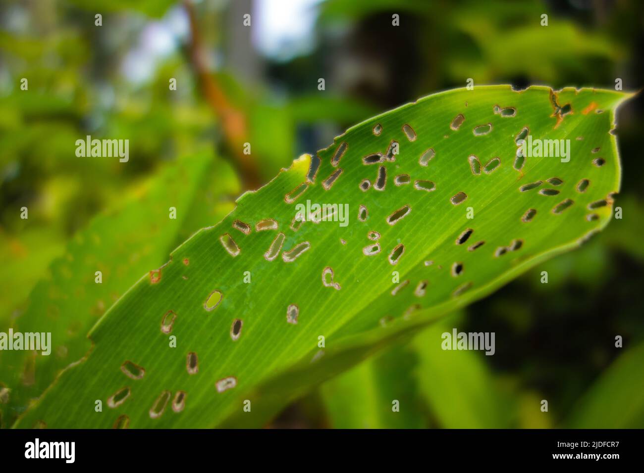 Leaf insect damage hi-res stock photography and images - Alamy