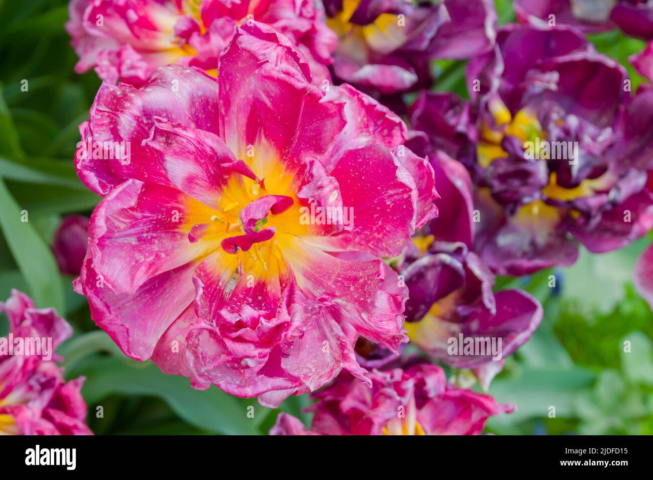 Colour burst hi-res stock photography and images - Alamy