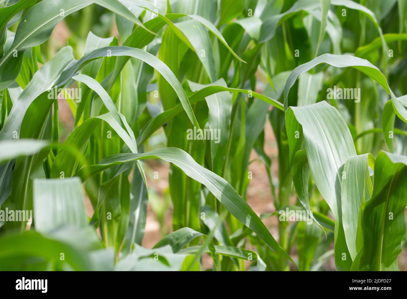 rows of maize growing in a field with brown soil and green leaves Stock ...