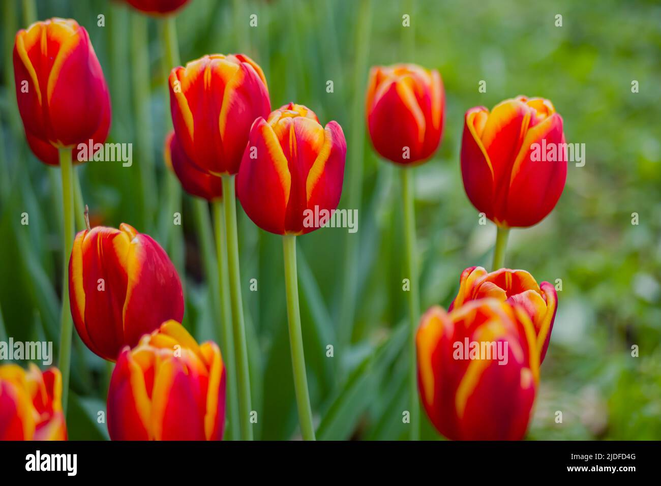 Colorful spring meadow with red tulip power play flowers Stock Photo ...