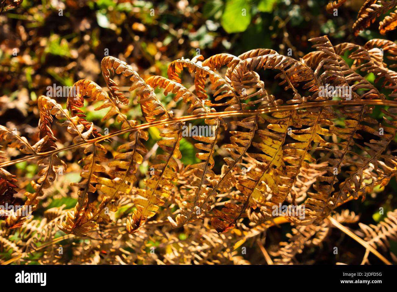 single autumn golden yellow bracken leaf on a natural green background ...
