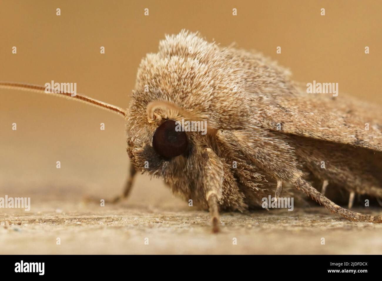 Owlet moth hi-res stock photography and images - Alamy