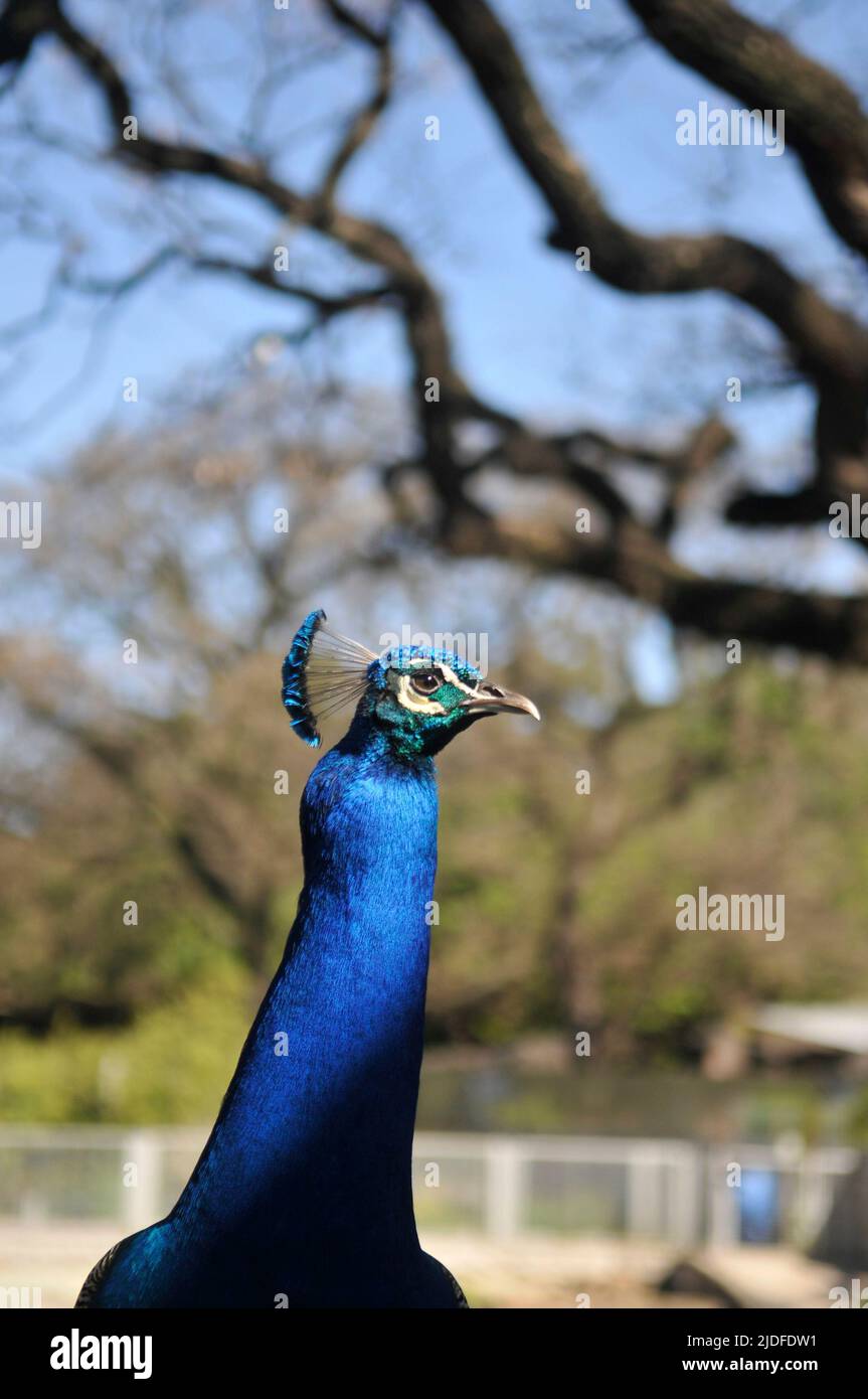 Ecoparque buenos aires hi-res stock photography and images - Alamy
