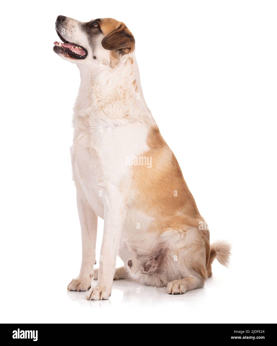 Great Pyrenees or Pyrenean mountain dog sitting on white background ...
