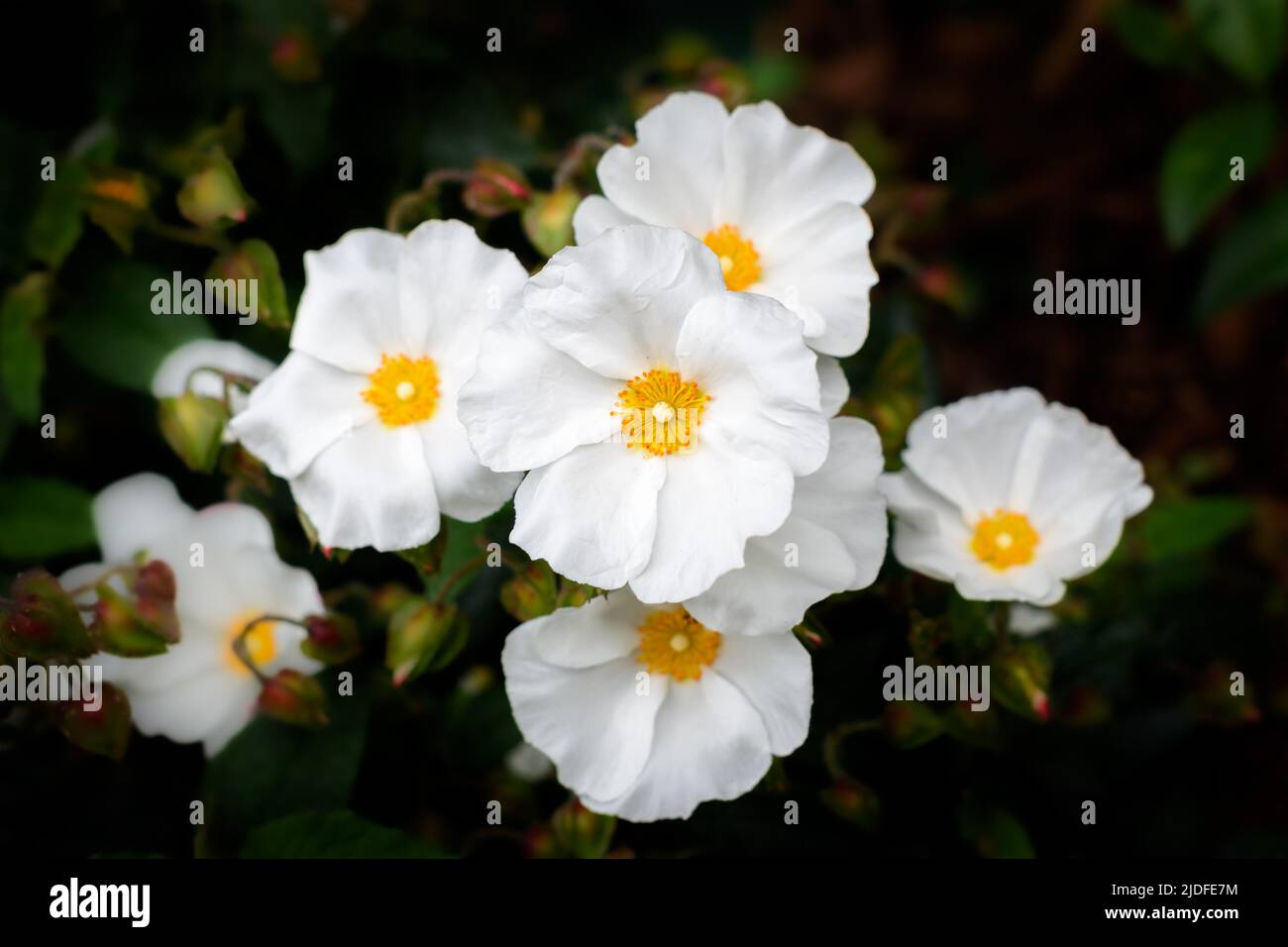 Sageleaf rock rose blooming in the garden, sage-leaved rock rose Cistus ...