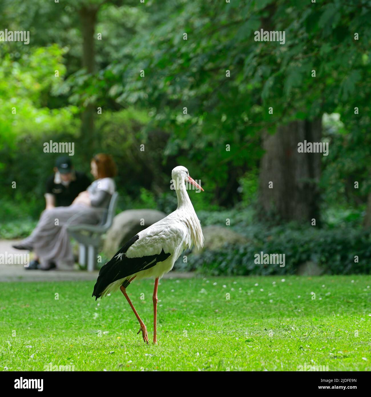 Grass fauna hi-res stock photography and images - Alamy