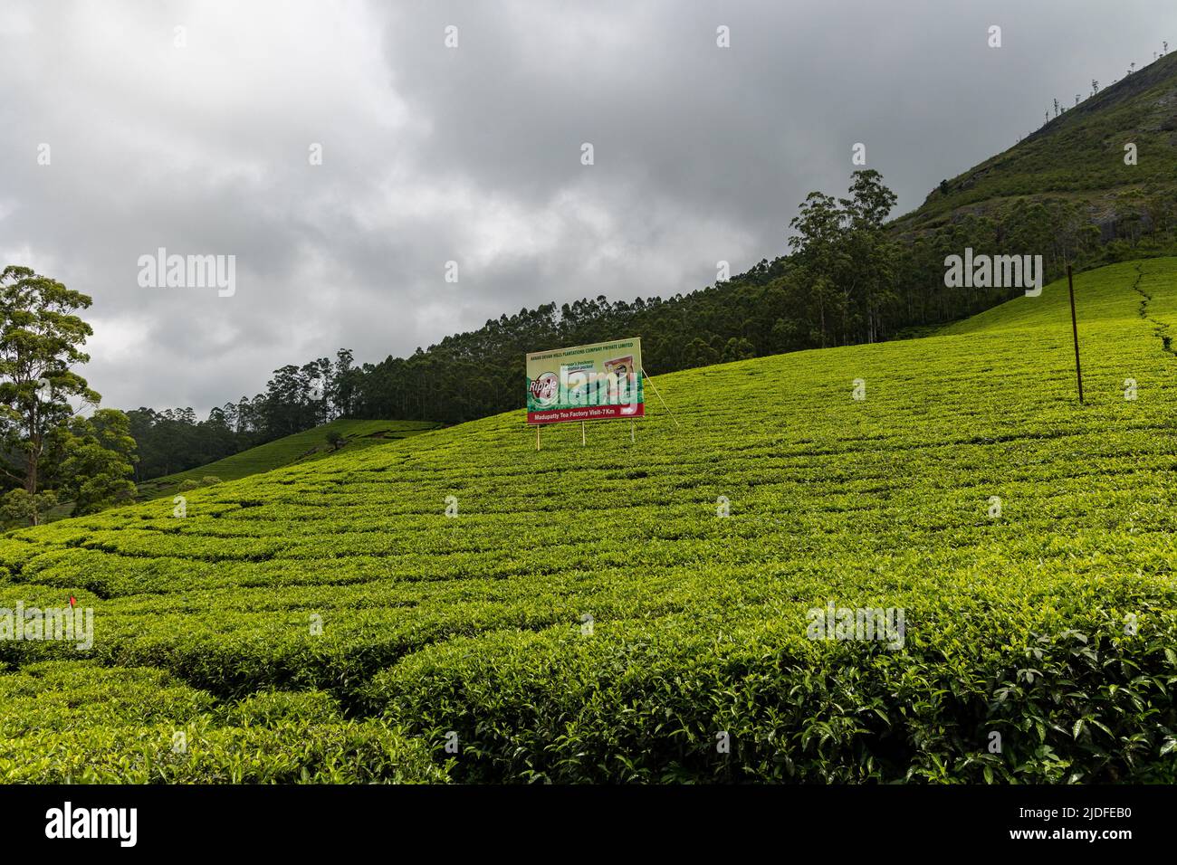 Scenic view of tea plantation from Photo Point on Munnar - Top Station ...