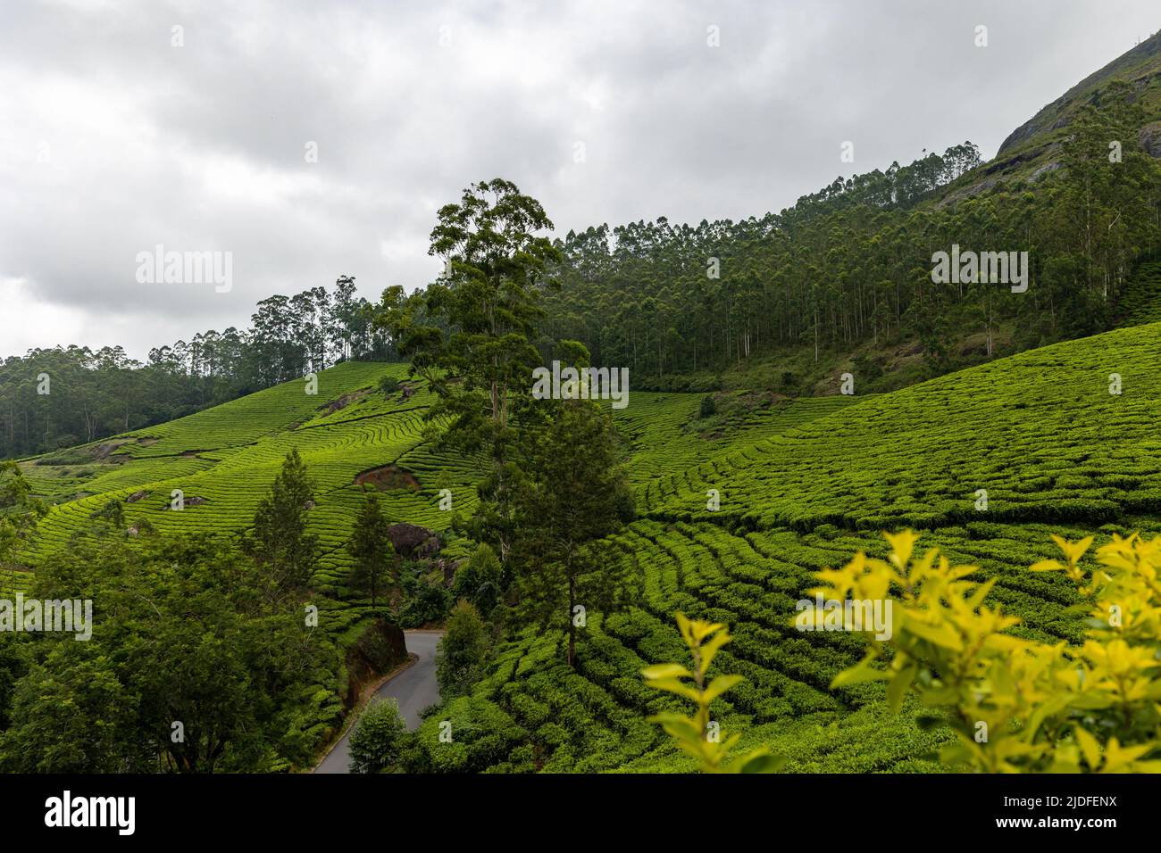 Scenic view of tea plantation and the winding Munnar - Top Station ...