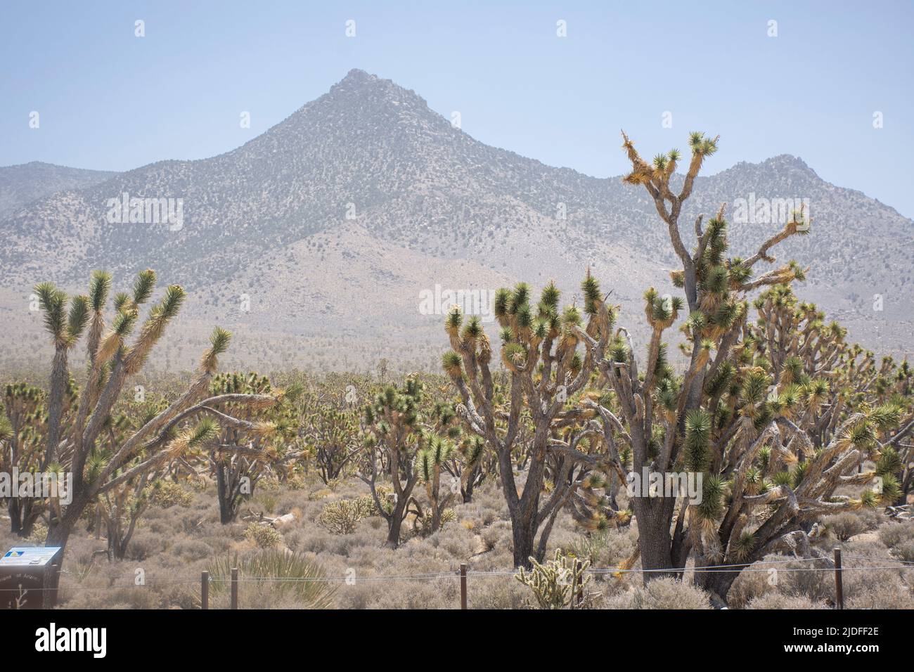 Arizona joshua tree forest hi-res stock photography and images - Alamy