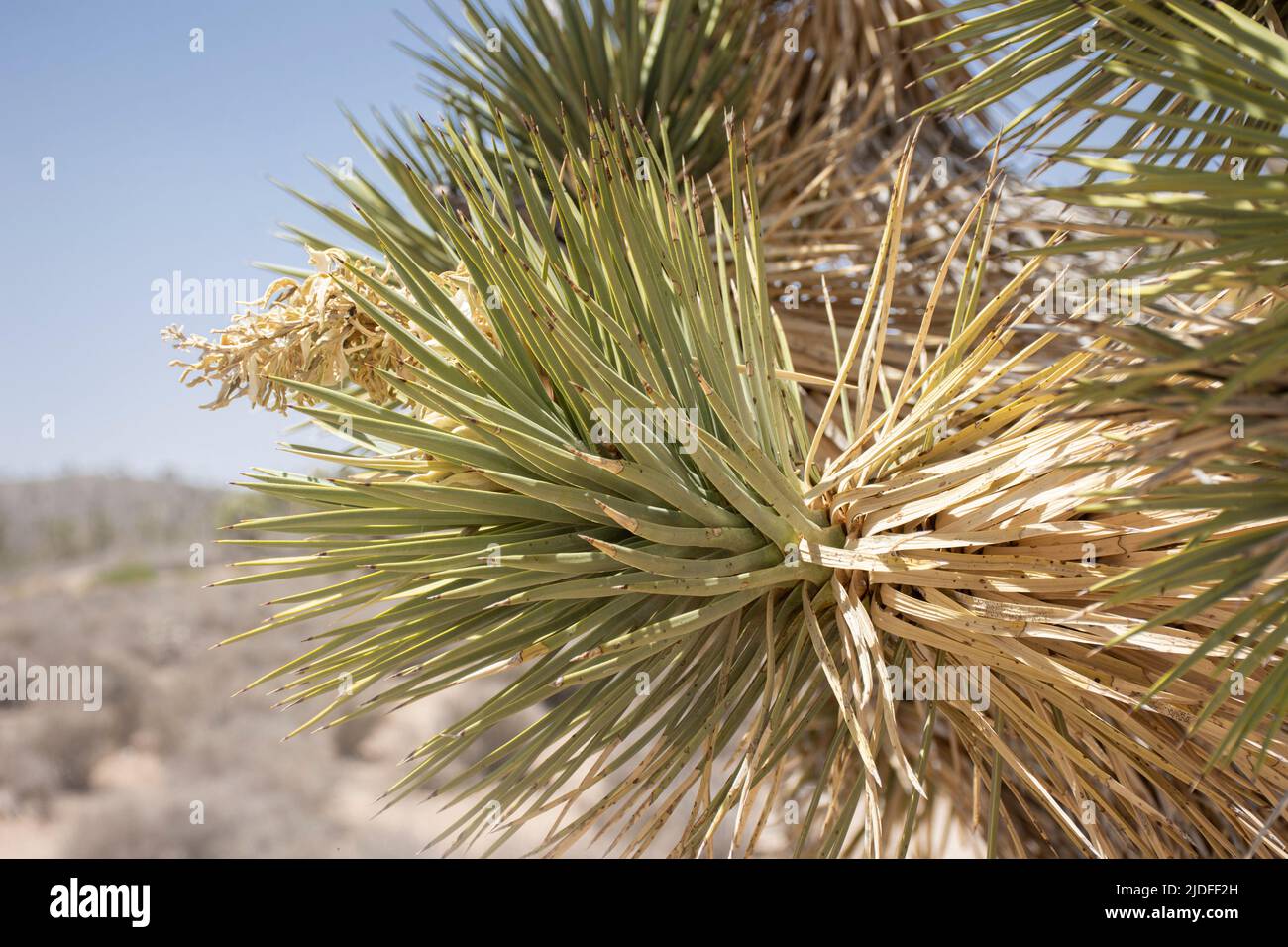 Arizona joshua tree forest hi-res stock photography and images - Alamy