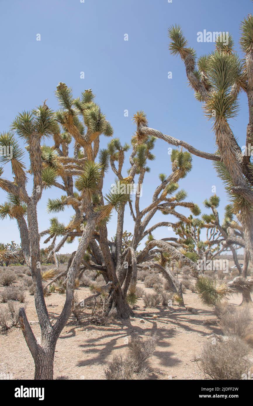 Arizona joshua tree forest hi-res stock photography and images - Alamy