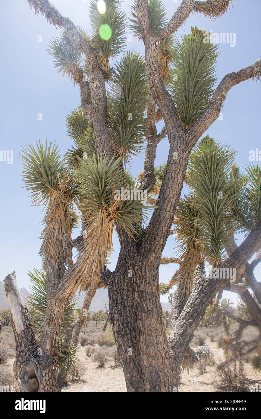 Arizona joshua tree forest hi-res stock photography and images - Alamy