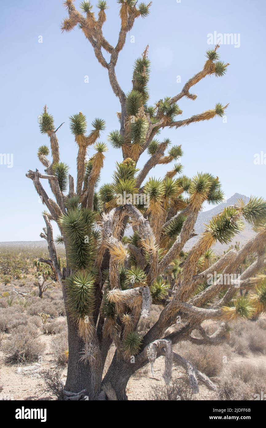 Arizona joshua tree forest hi-res stock photography and images - Alamy