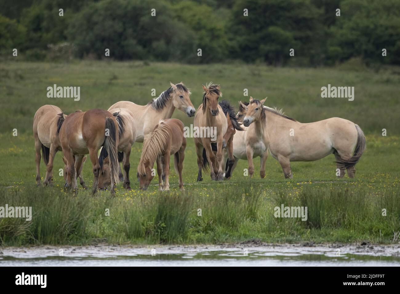 Chevaux Henson dans la baie de Somme Stock Photo - Alamy