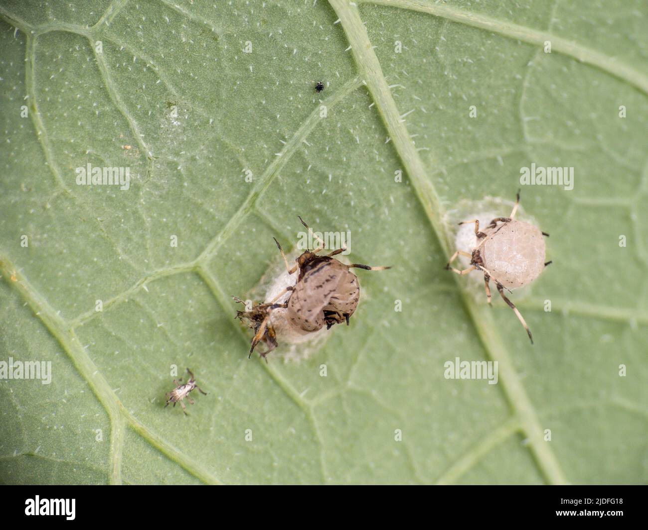 Blackfly aphids dead due to praon braconid parasitic wasps Stock Photo ...