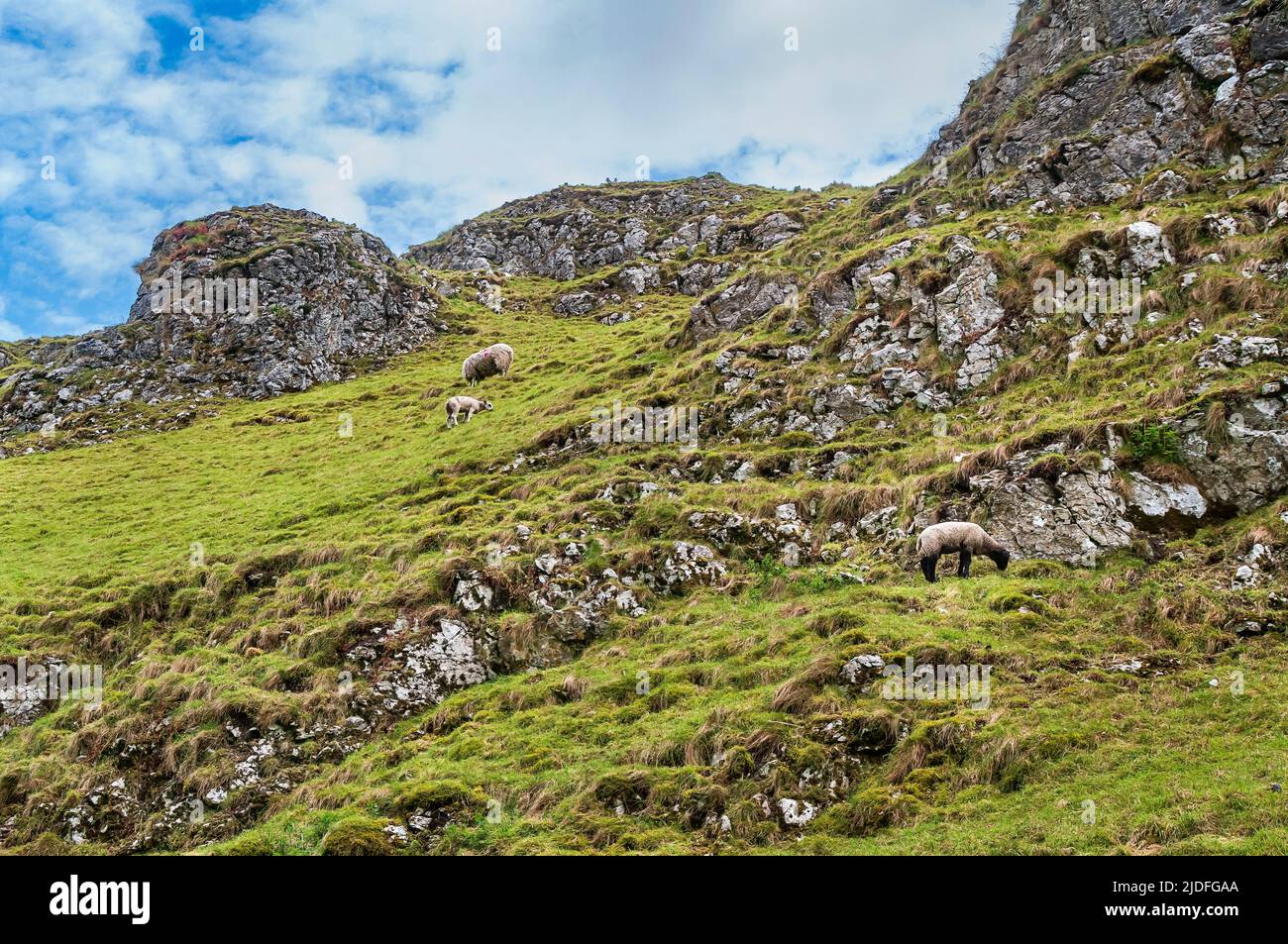 Sheep standing on the precipitous limestone crags of Dowel Dale, near ...