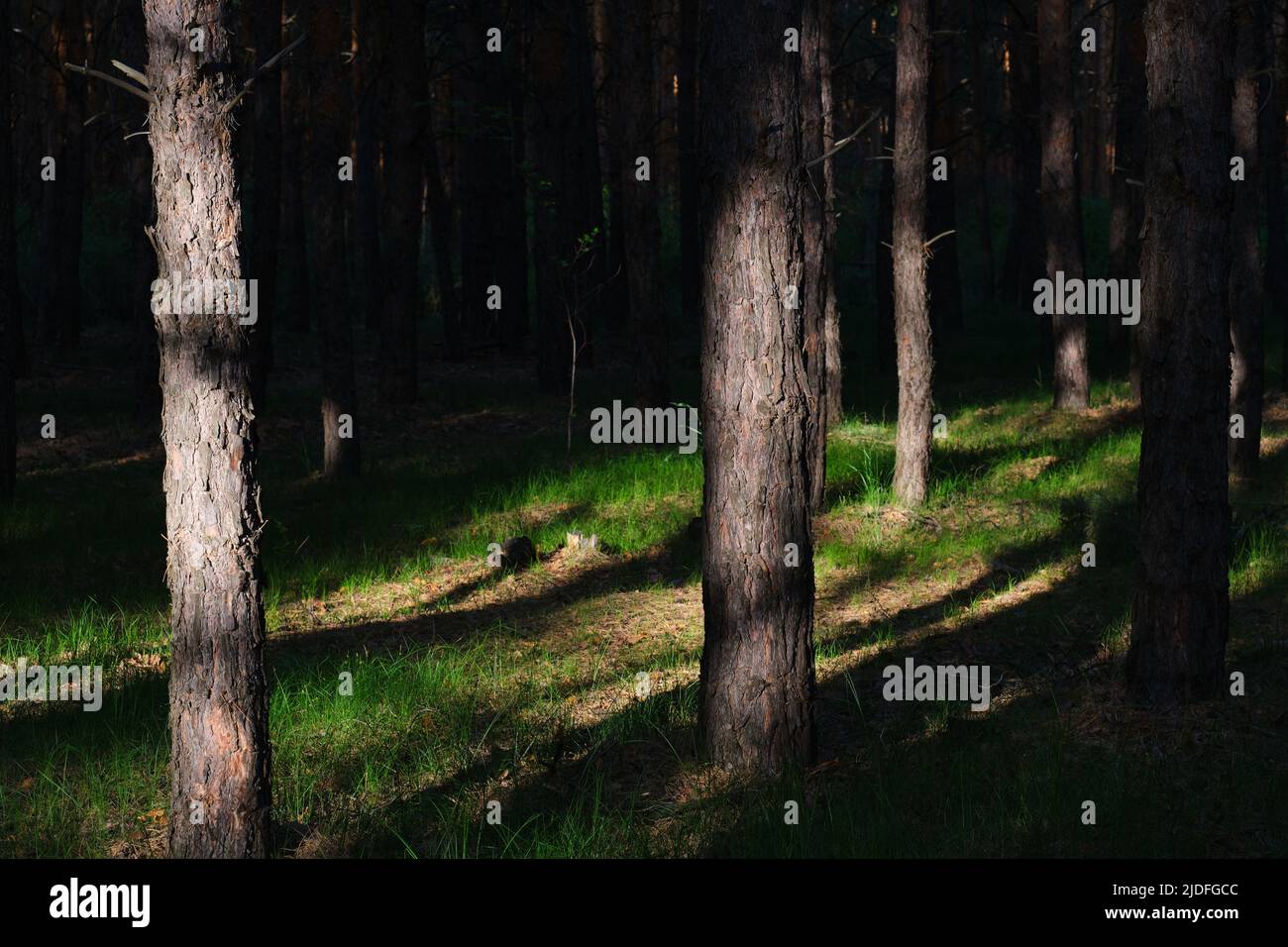 Dark pine forest with sunlight breaking through trees casting long ...