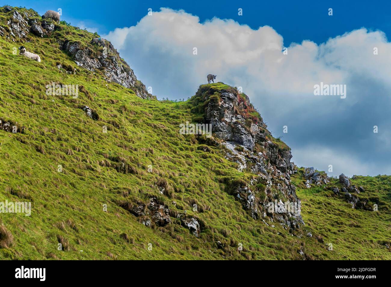 Sheep standing on the precipitous limestone crags of Dowel Dale, near ...