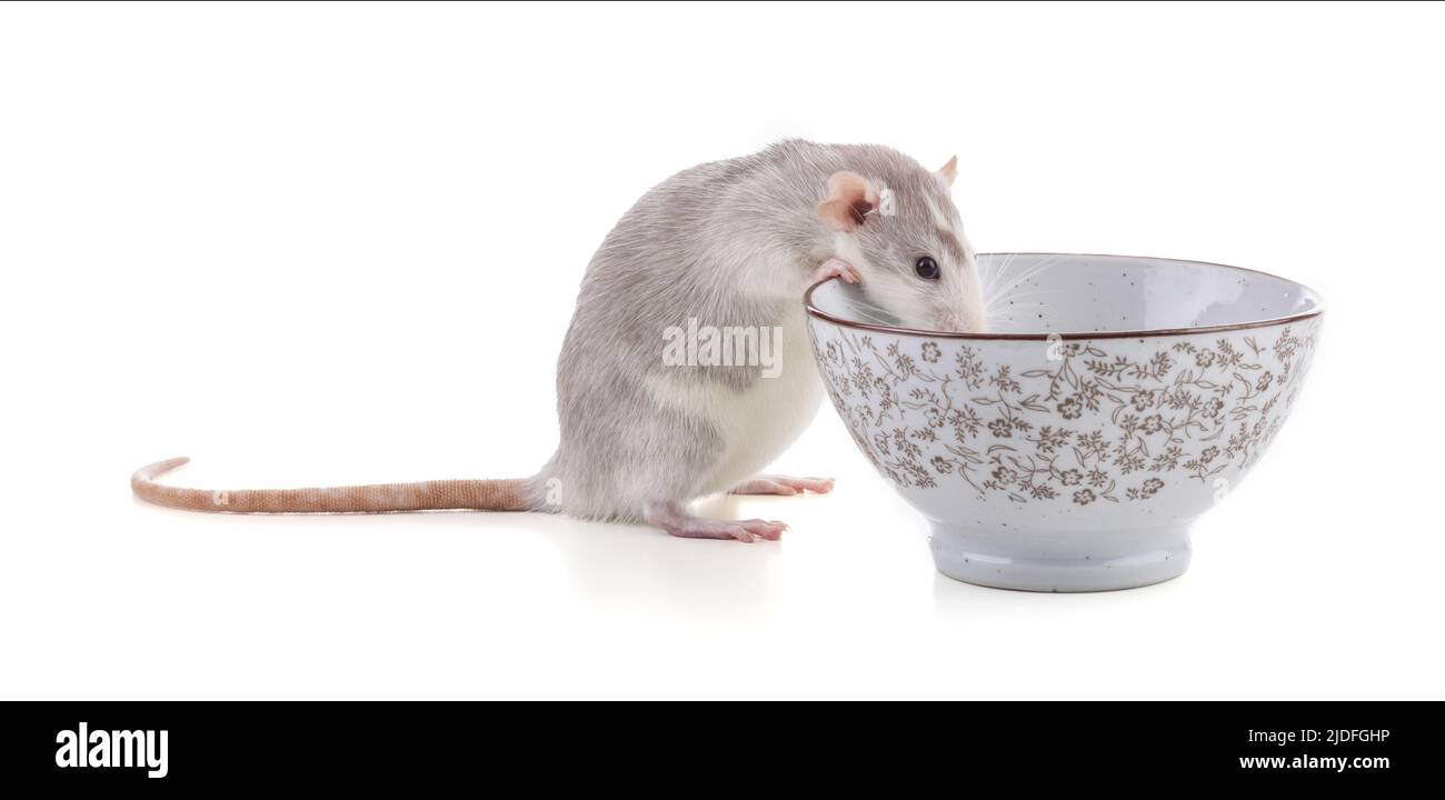 Cute bicolor rat with a bowl on white background Stock Photo - Alamy