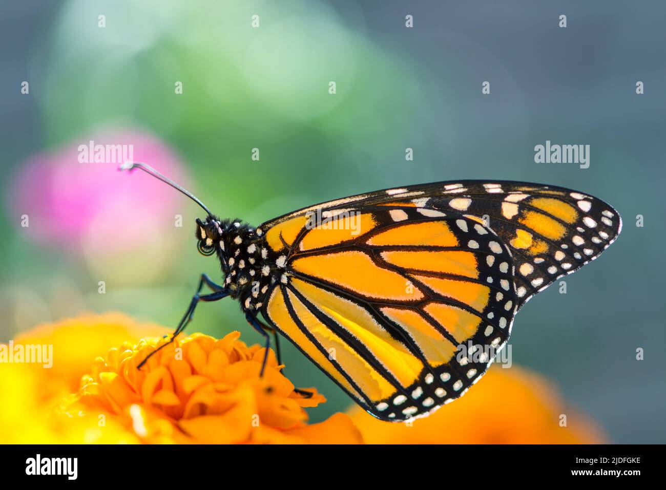 Butterfly monarch close up hi-res stock photography and images - Alamy