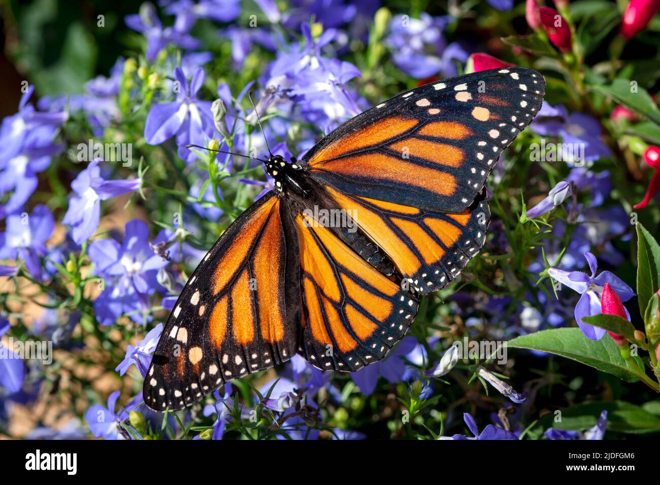 Pretty Monarch Butterfly