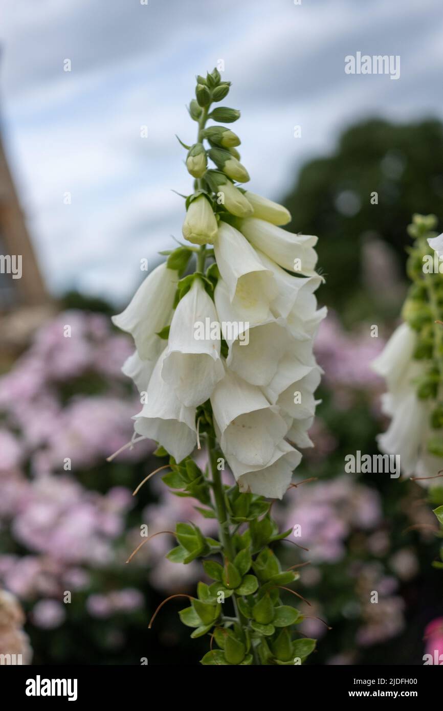 Foxglove backdrop hi-res stock photography and images - Alamy