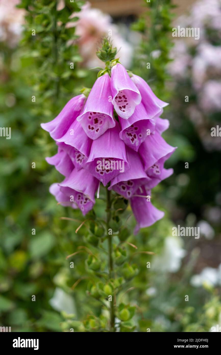 Fox glove plant hi-res stock photography and images - Alamy