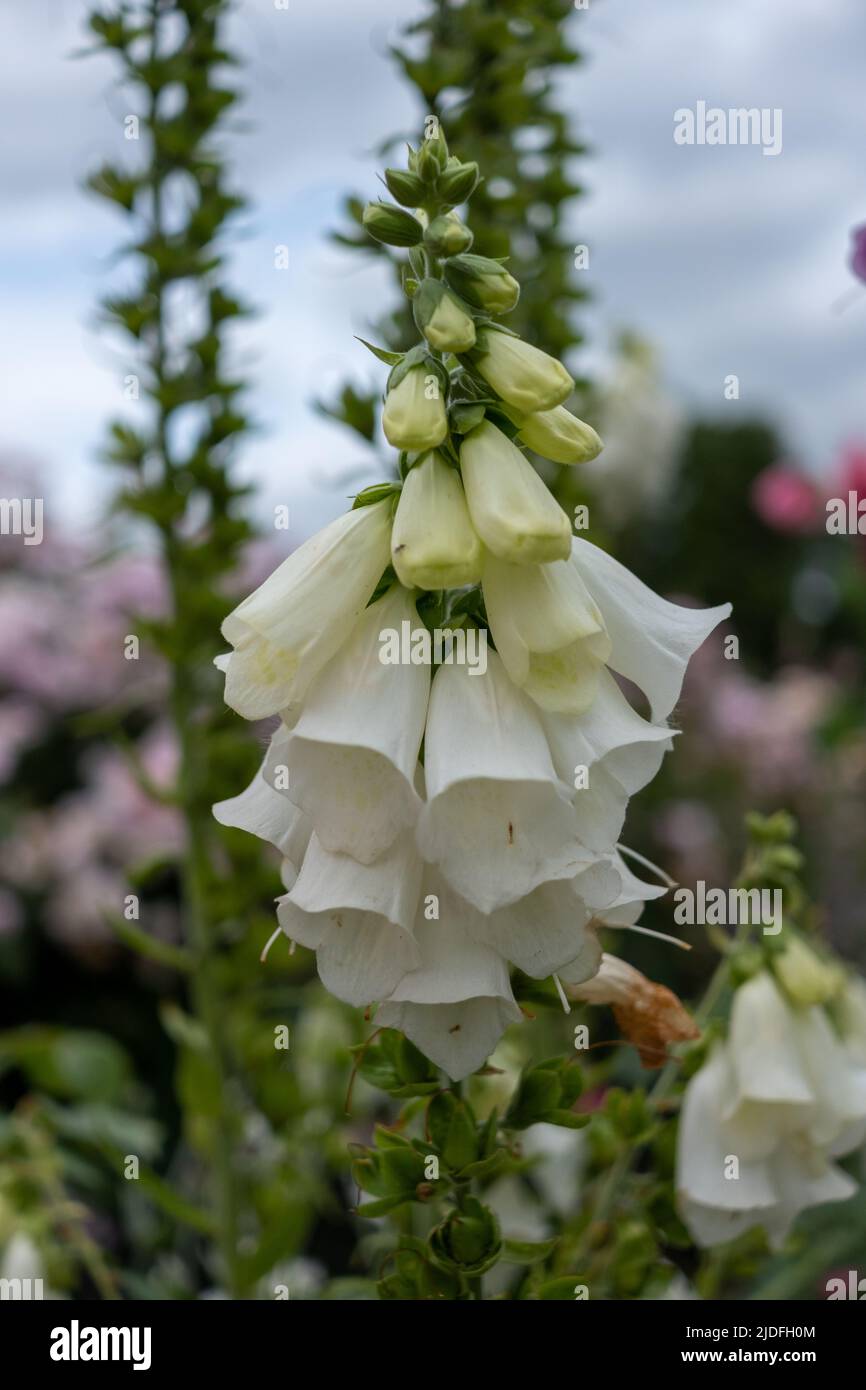 Foxglove backdrop hi-res stock photography and images - Alamy