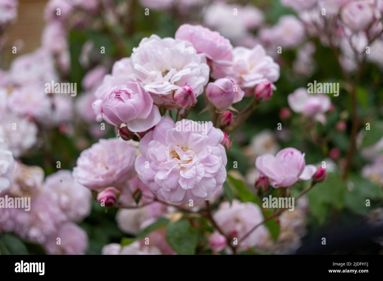 Lady iliffe hi-res stock photography and images - Alamy