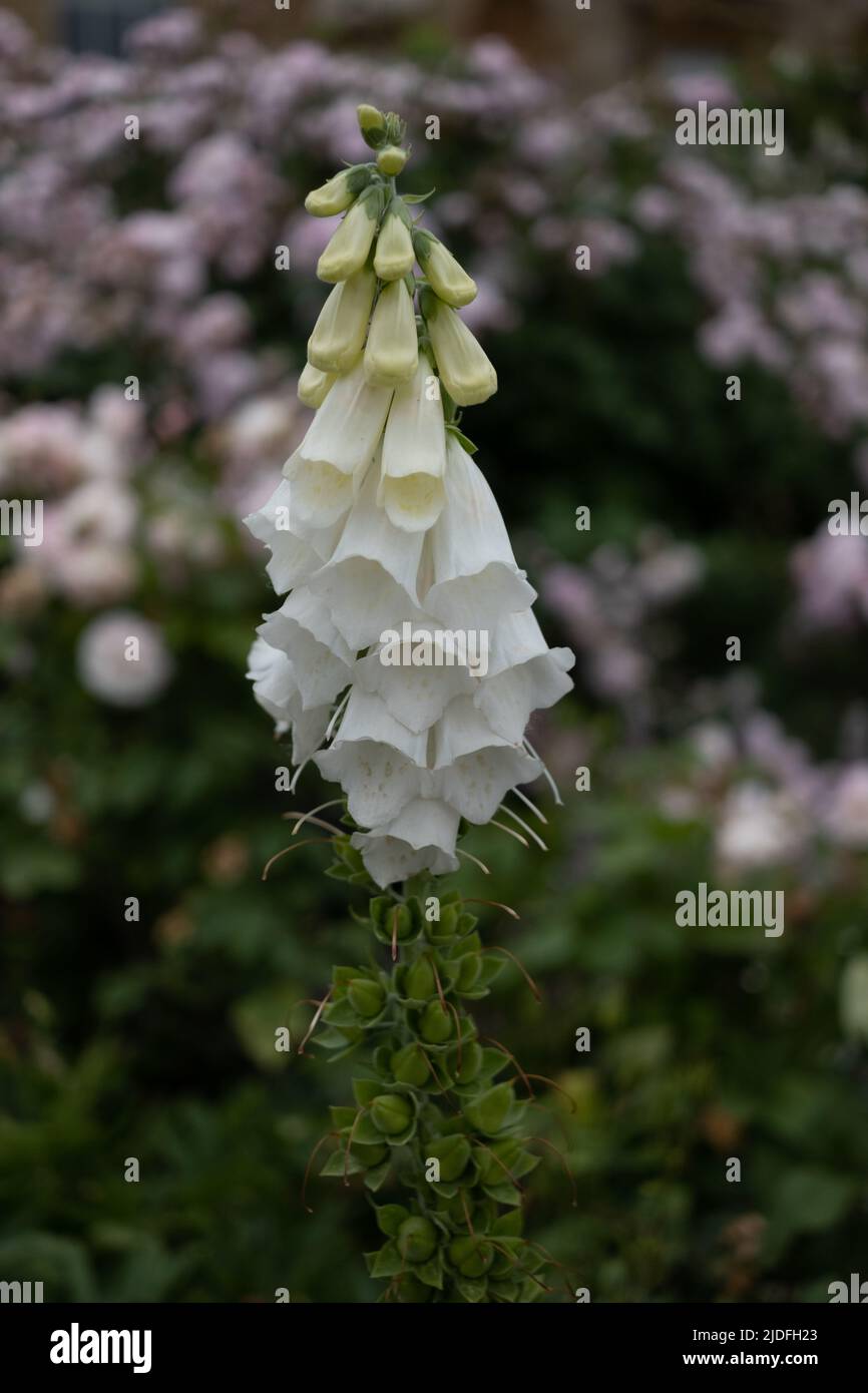Foxglove backdrop hi-res stock photography and images - Alamy