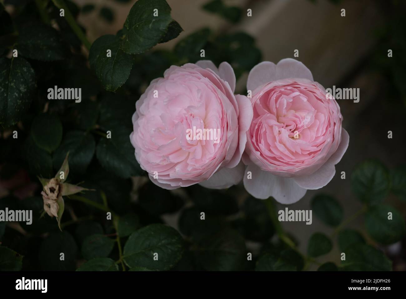 Pair of pink roses hi-res stock photography and images - Alamy
