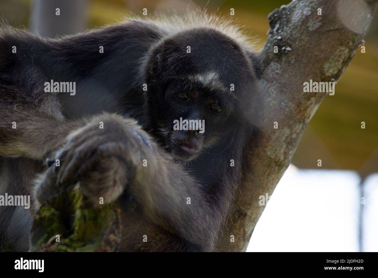 Colombia monkey hi-res stock photography and images - Alamy