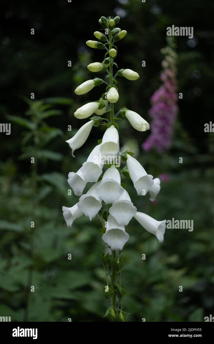 Foxglove backdrop hi-res stock photography and images - Alamy