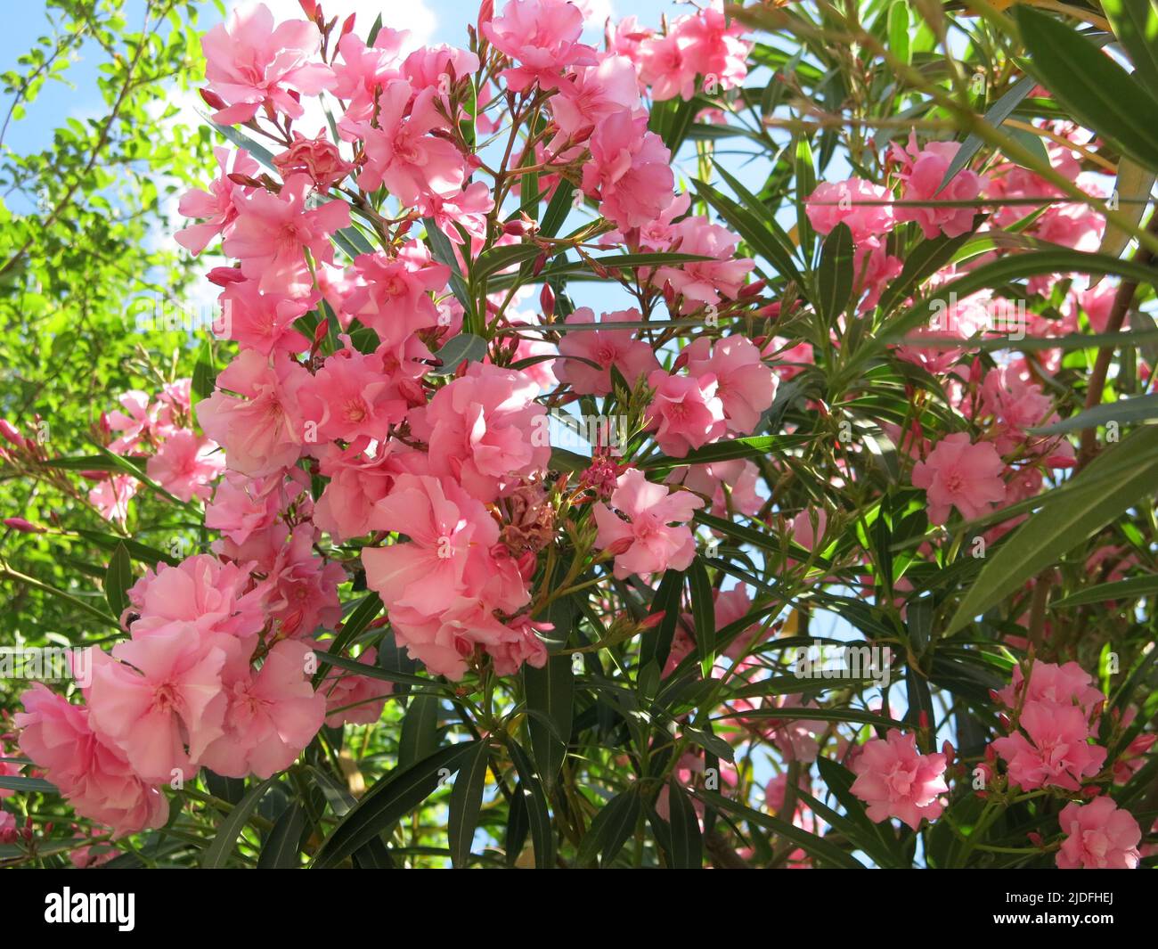 Despite being so poisonous, Nerium Oleander is a pretty & decorative ...